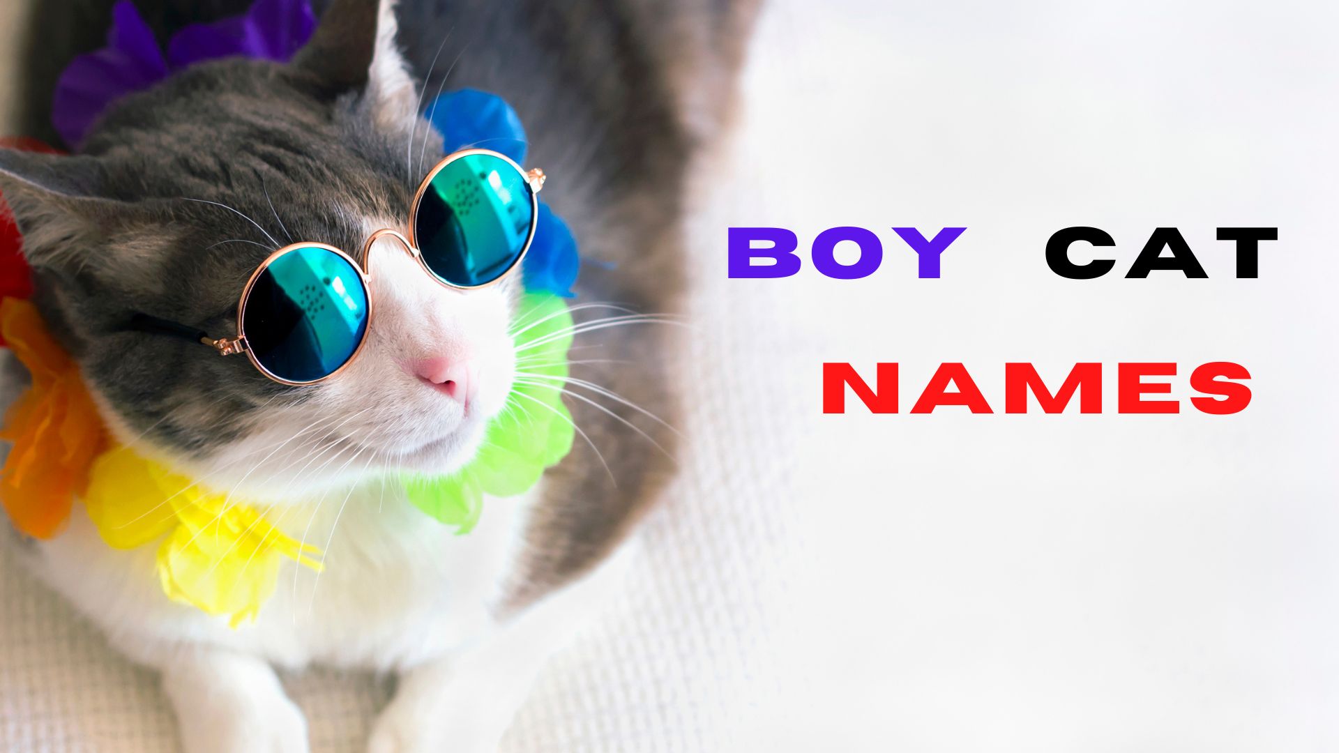 150+ Cute & Unique Cat Names For your Feline Friend