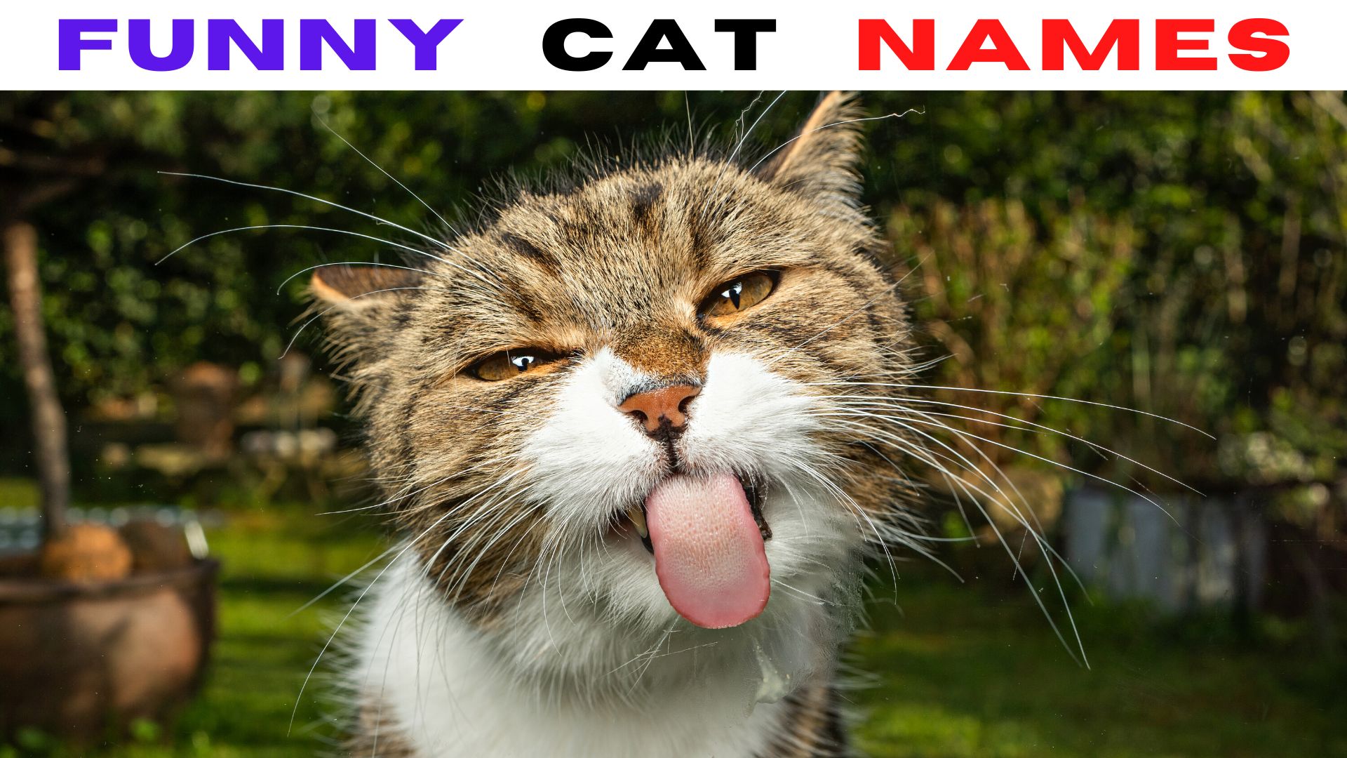 150+ Cute & Unique Cat Names For your Feline Friend