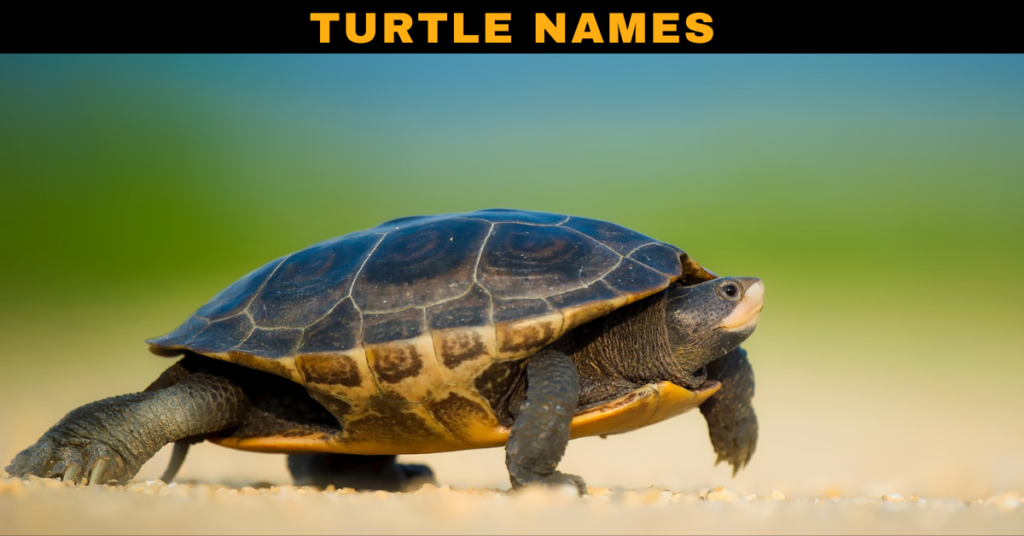 Turtle Names - Unique Funny Famous Disney turtle names 2023